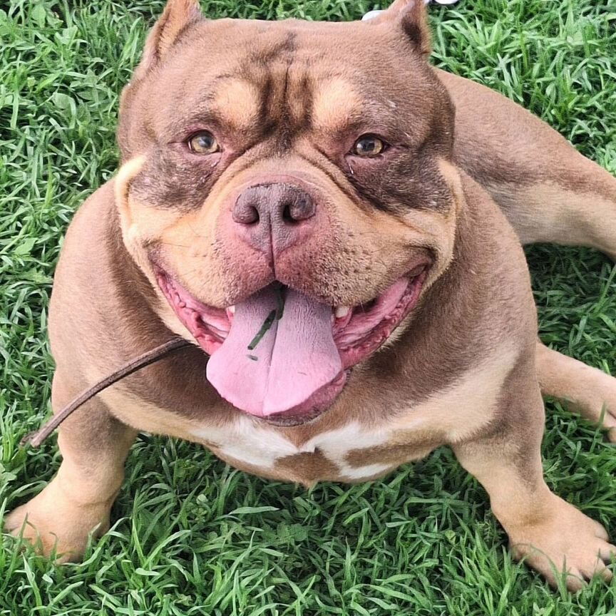 Американский булли пакет