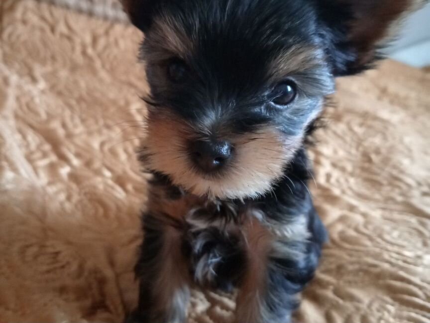 Йоркширский терьер мини щенки