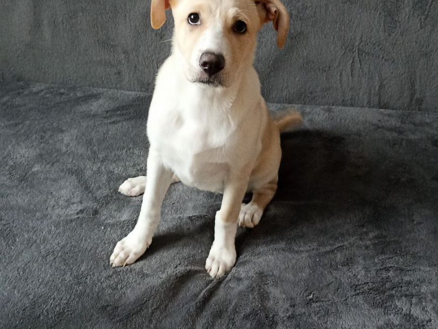 Щенок ищет дом