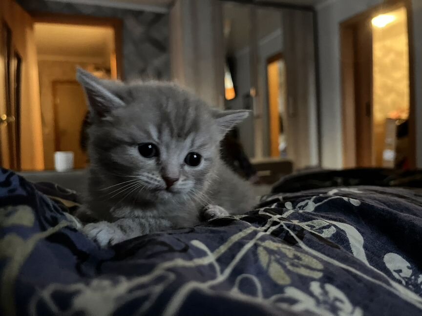 Шотладские котята