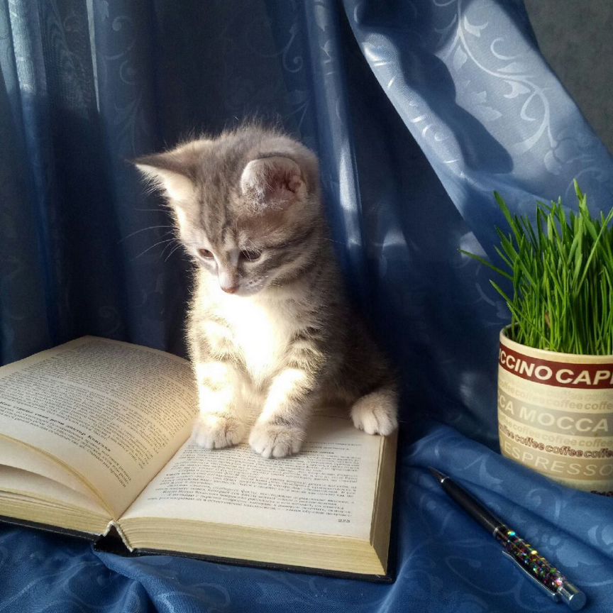 Котята курбобы