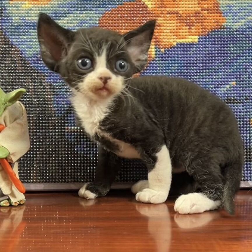 Девон-рекс котёнок