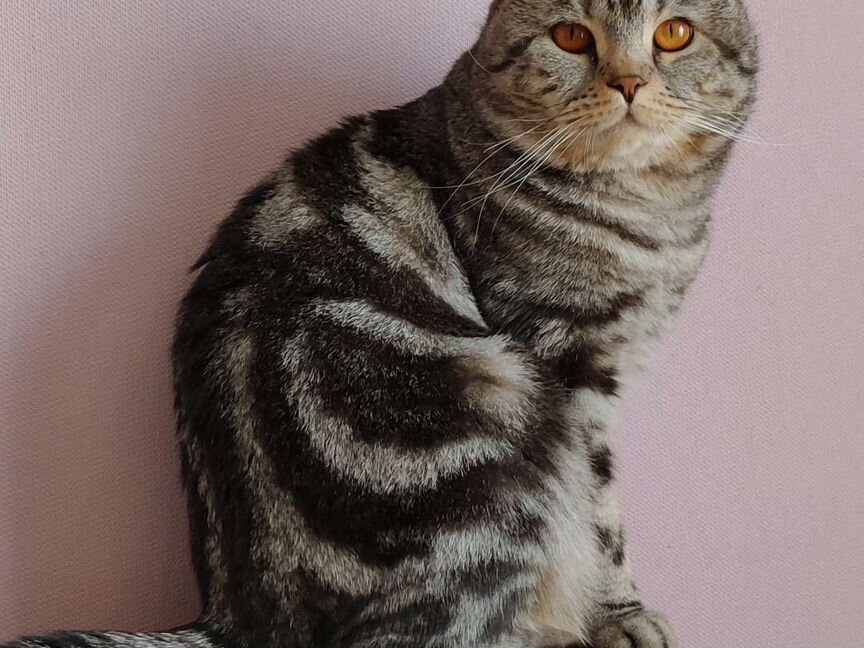 Кот на вязку