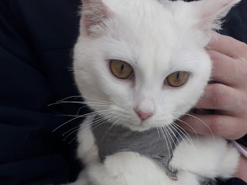 Молодая кошечка, примерно 1 год