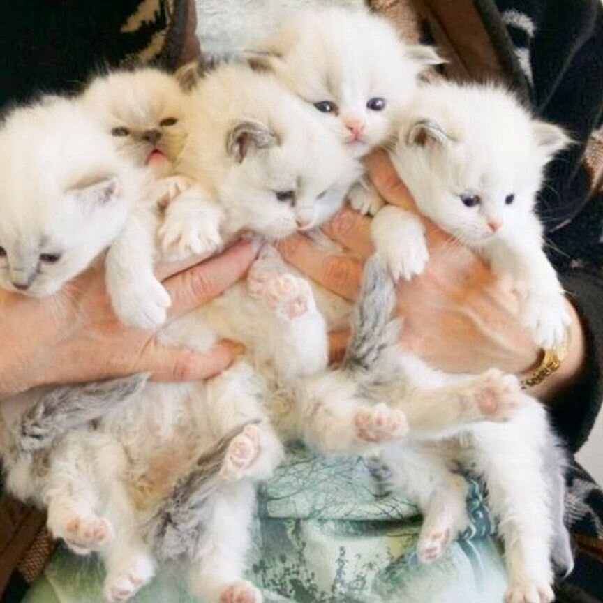 Маскарадные Котята