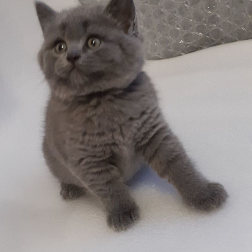 Шотландский вислоухий короткошёрстный котёнок