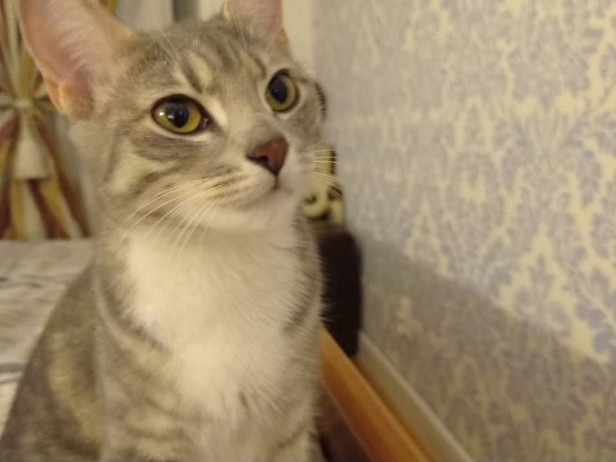 Ласковая кошечка 6,5 месяц