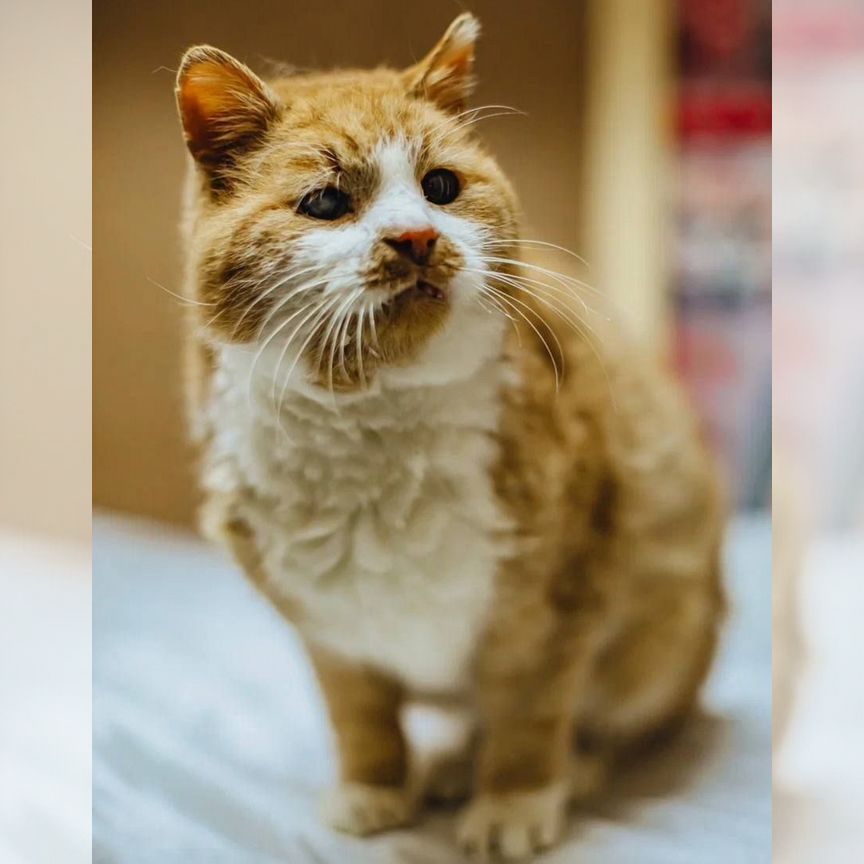 Взрослый кот в добрые руки