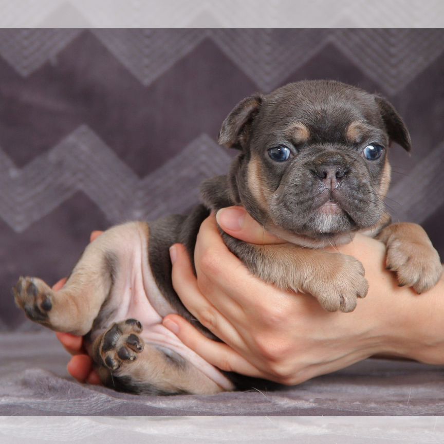 Высокопородные французики