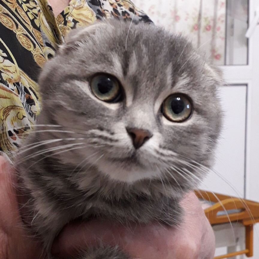 Вислоухий котёнок. Подарочком