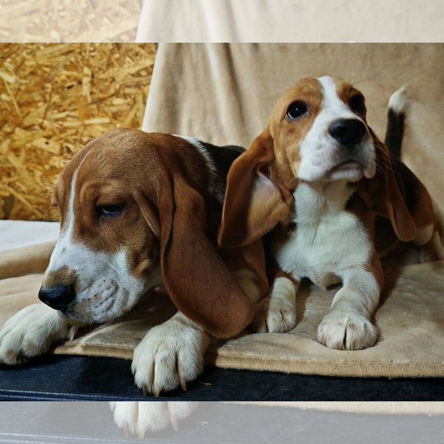 Бигль, щенок