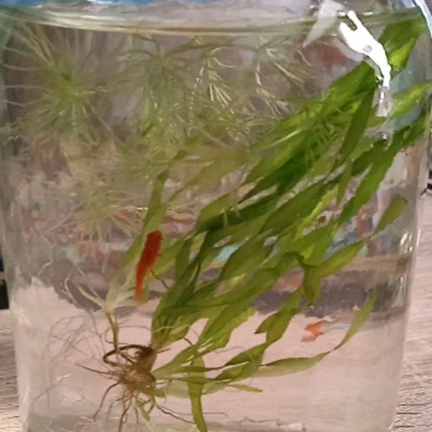 Мальки меченосцев и гуппи в добрые руки