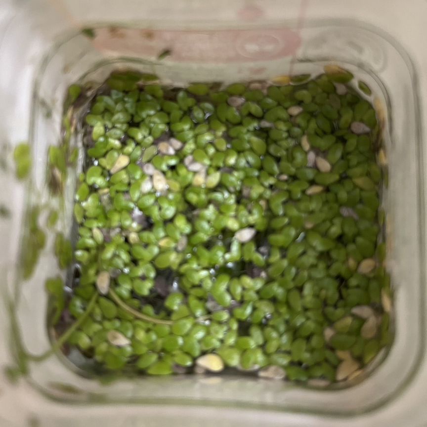 Отдам растение в аквариум