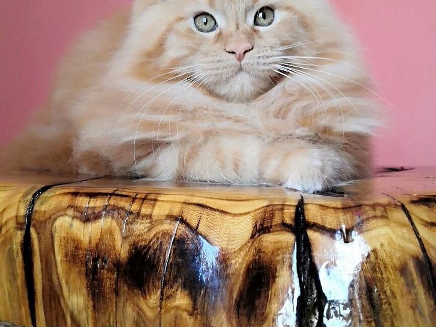 Котята мейн-кун