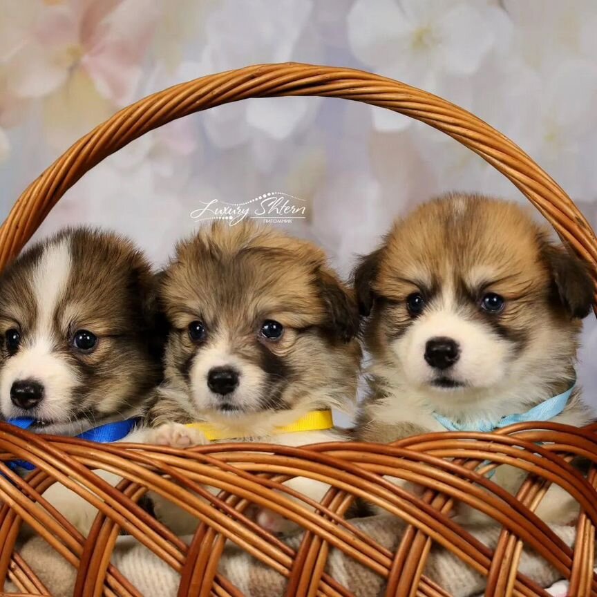 Чудесные малыши корги