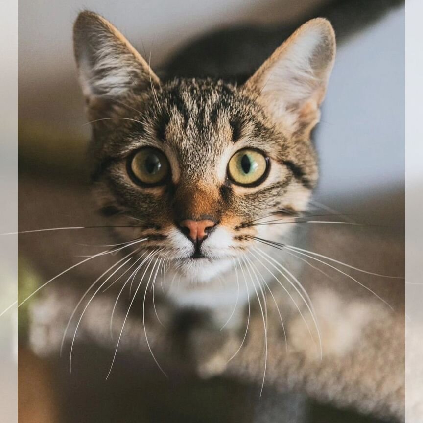 Котик Ганс 9 мес кастрирован