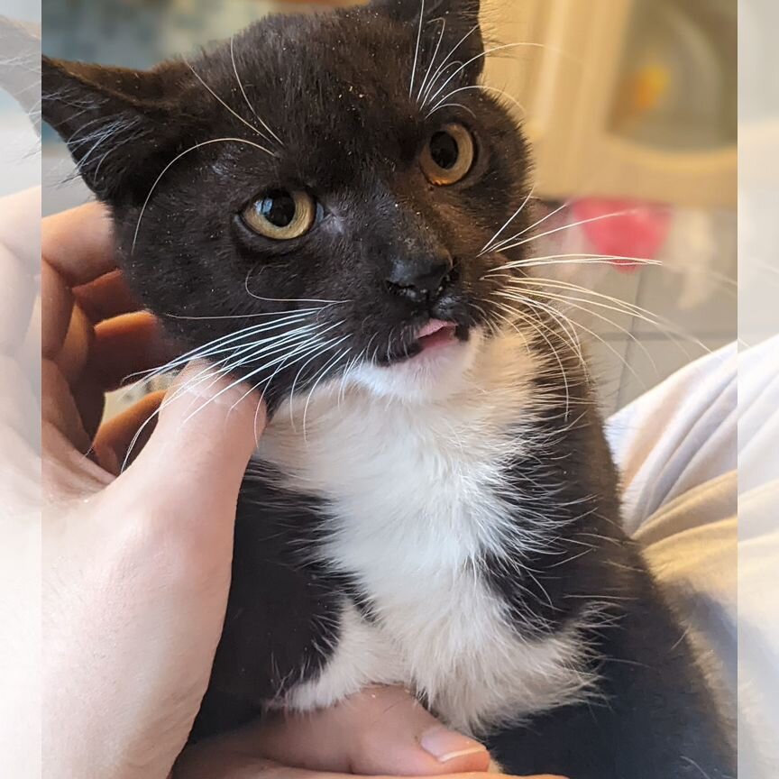 Котёнок в дар