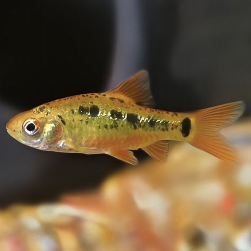 Барбус Шуберта