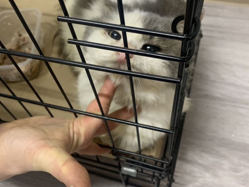Отдам кота в добрые руки