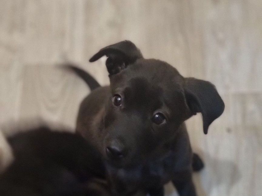 Щенок в добрые руки