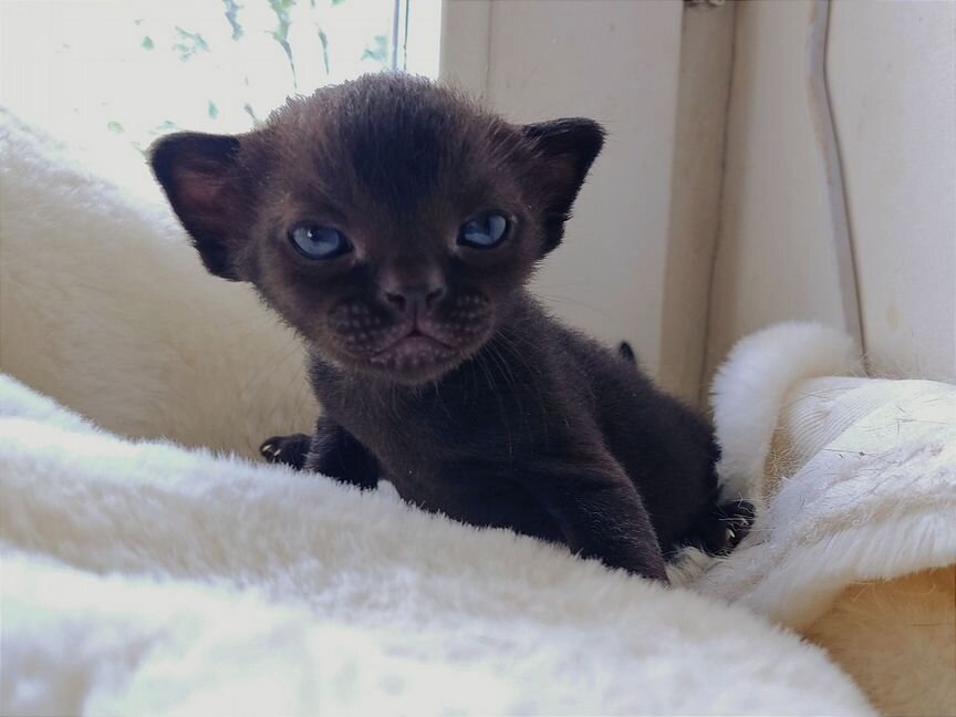 Бомбейский котик
