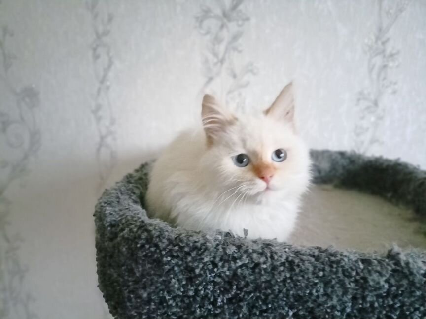 Невский маскарадный котята