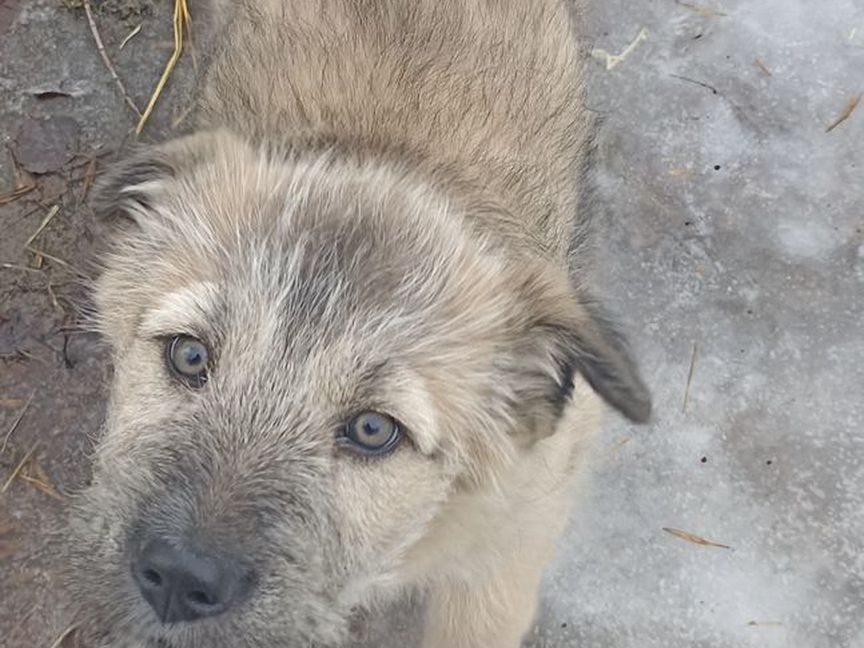 Щенок метис 2,5 мес