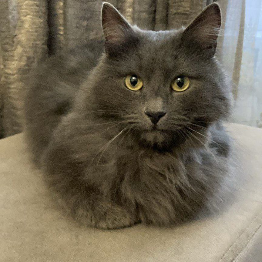 Котик в ответственные руки