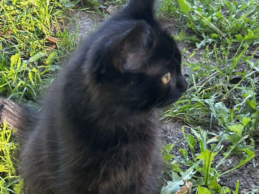 Близнецы, мальчик и девочка, пушистые