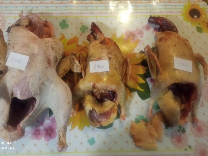 Куры гуси индюки цесарки