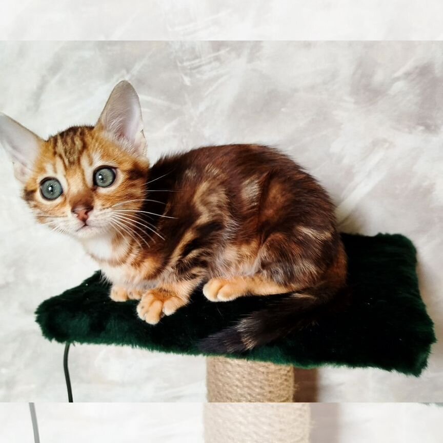 Бенгальские мраморные