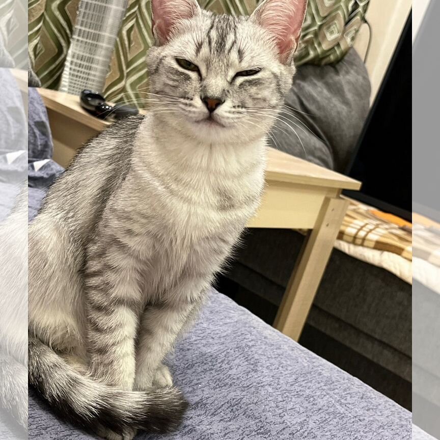 Шотландский прямоухий короткошёрстный котёнок