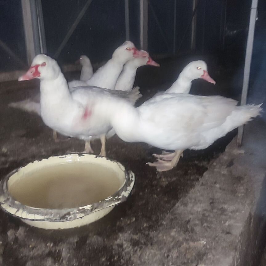 Мускусные утки тяжелые линии лаванда