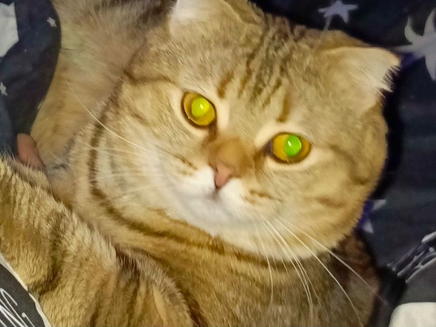 Шотландский скоттиш страйт