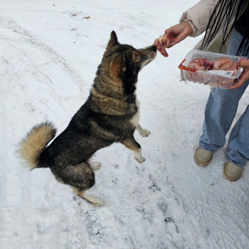 Собачки погибают на Протяжке