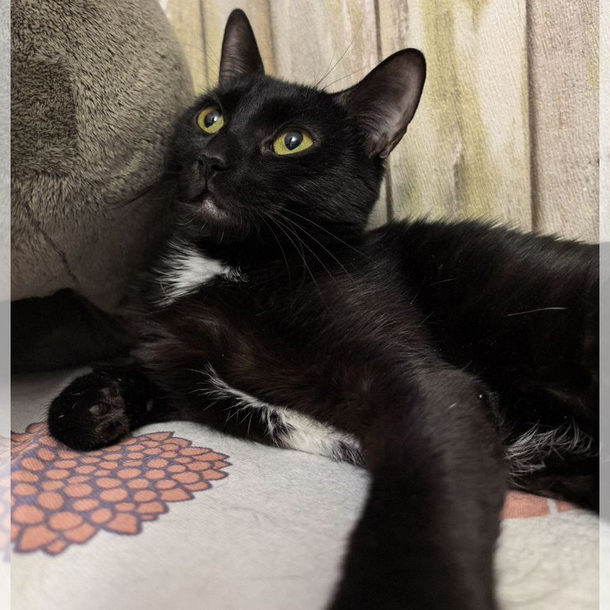 Взрослая, кошка в добрые руки