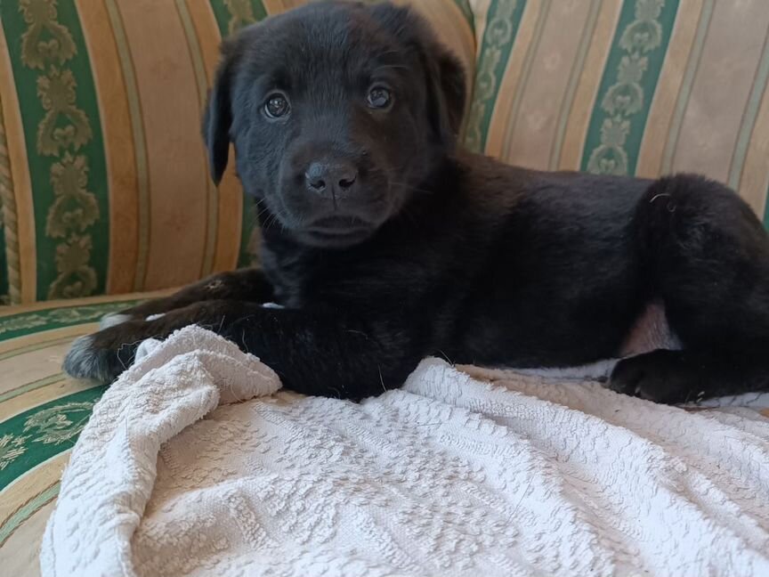 Будулай ищет дом