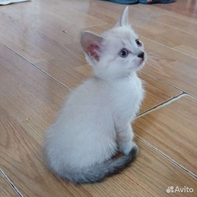 Кошки шотландцы