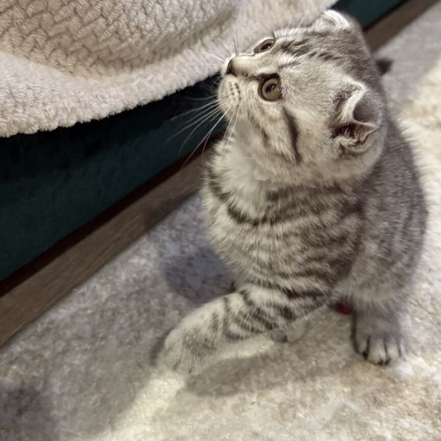 Шотландский вислоухий короткошёрстный котёнок