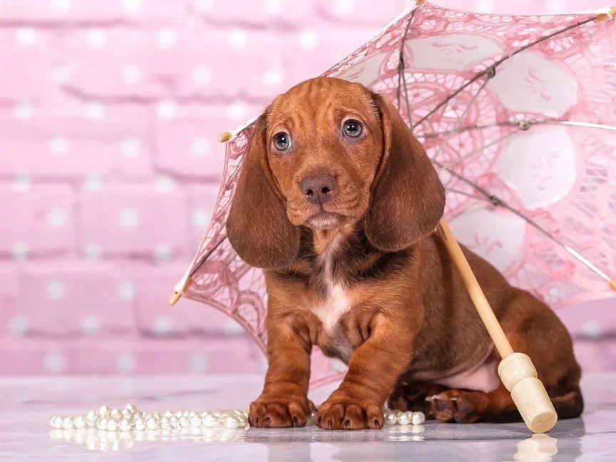 Стандартная такса девочка с геном пайболда