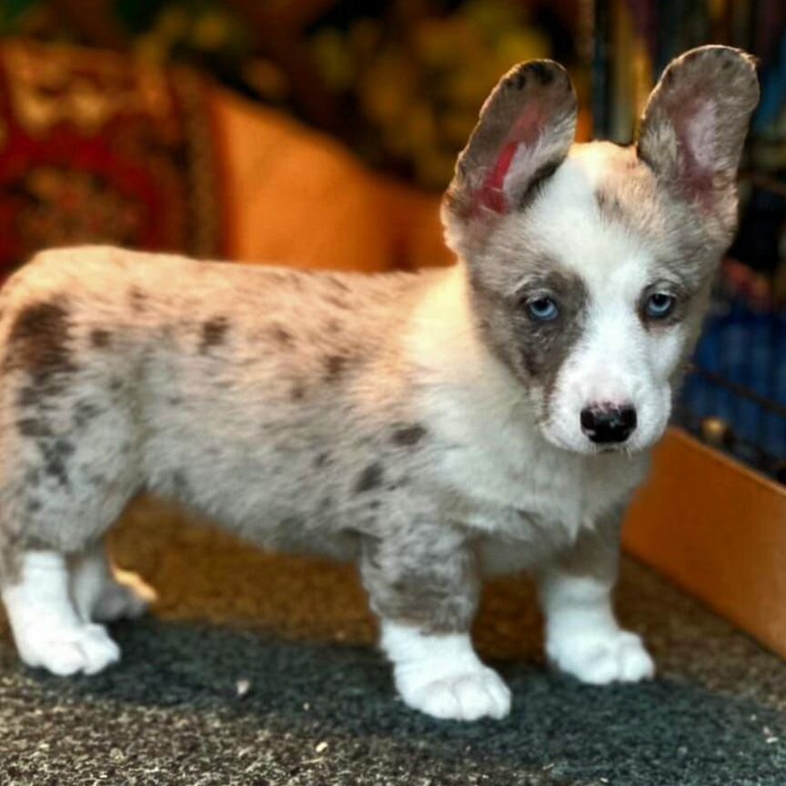 Вельш Корги Кардиган, щенок