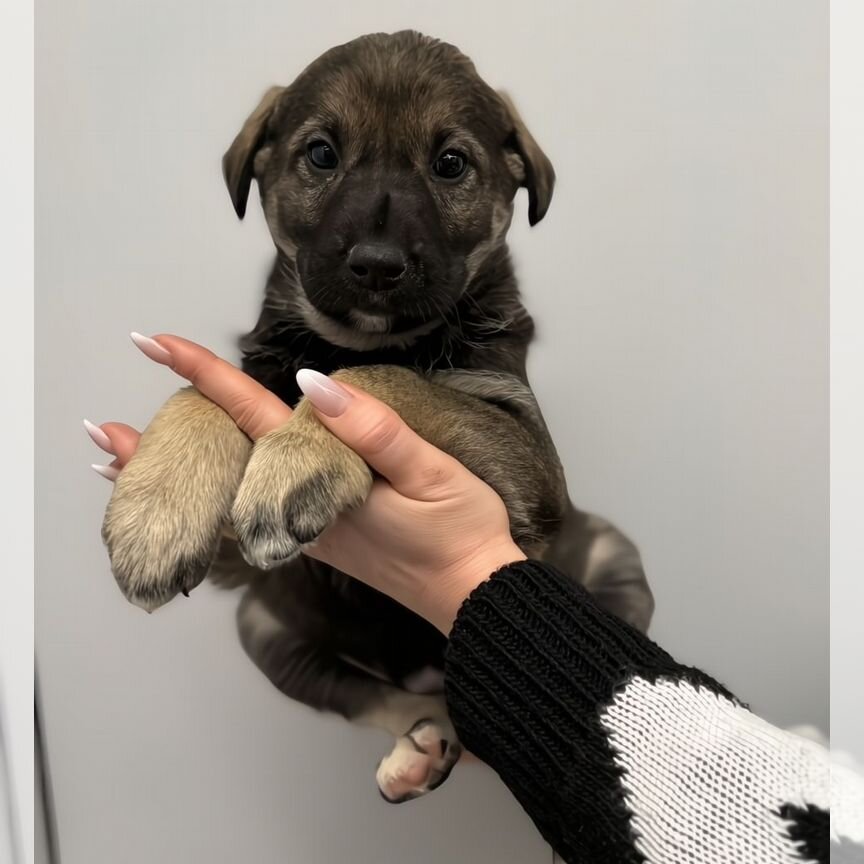 Щенок в добрые руки