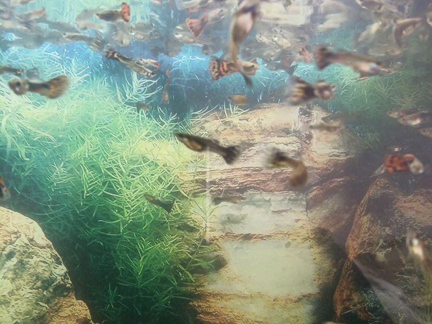 Аквариумные рыбки