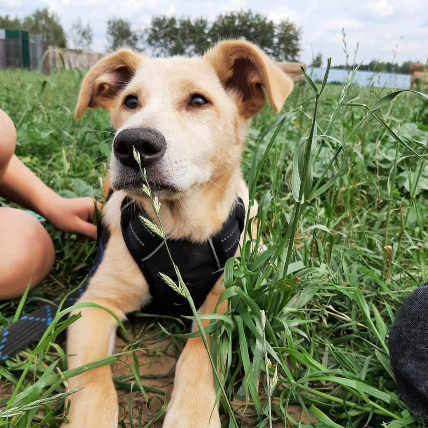 Щенок в добрые руки бесплатно