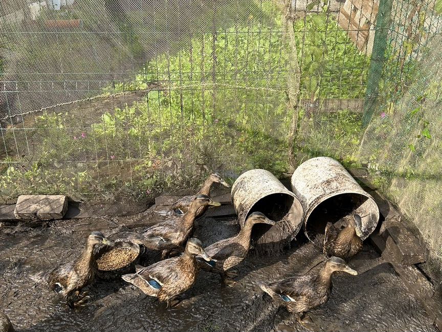 Подсадные утки Кряквы