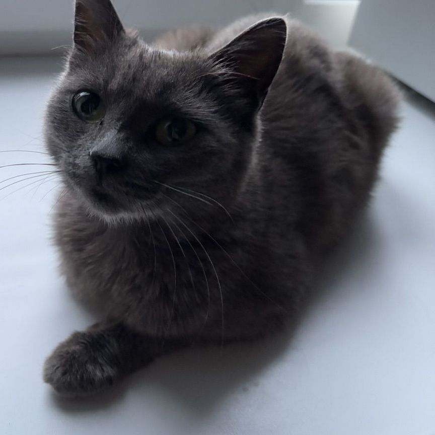 Кошечка в добрые руки