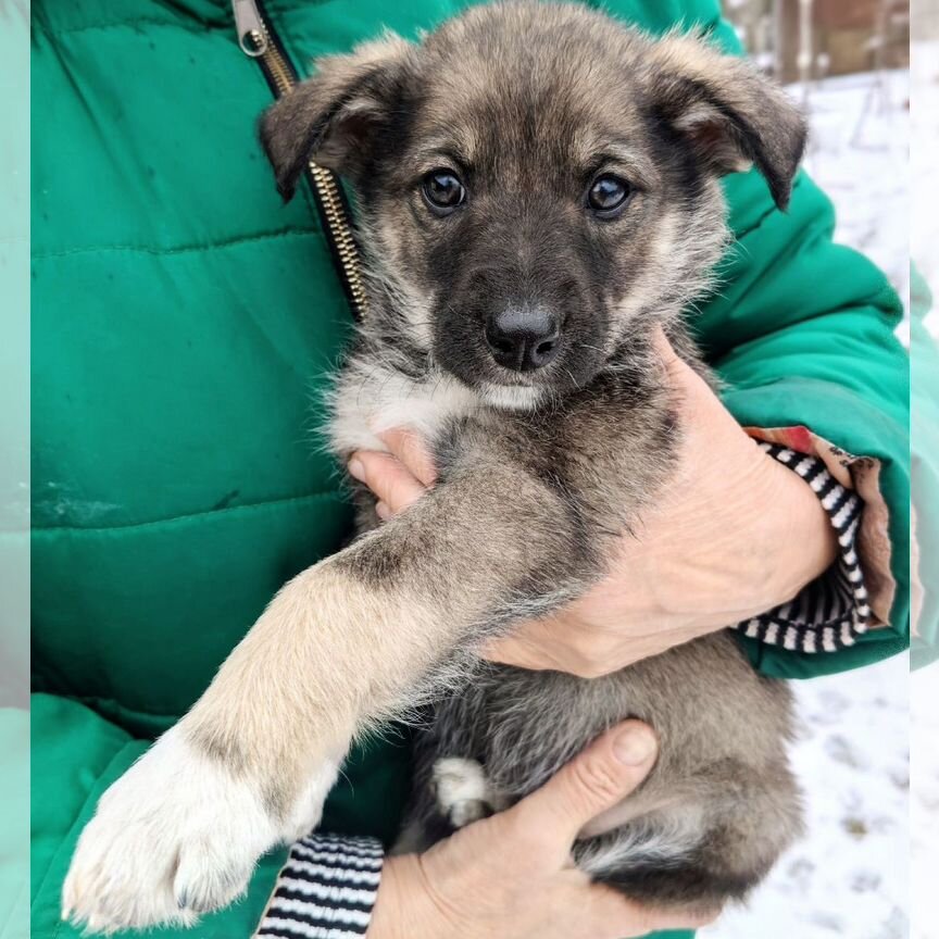 Щенок в добрые руки