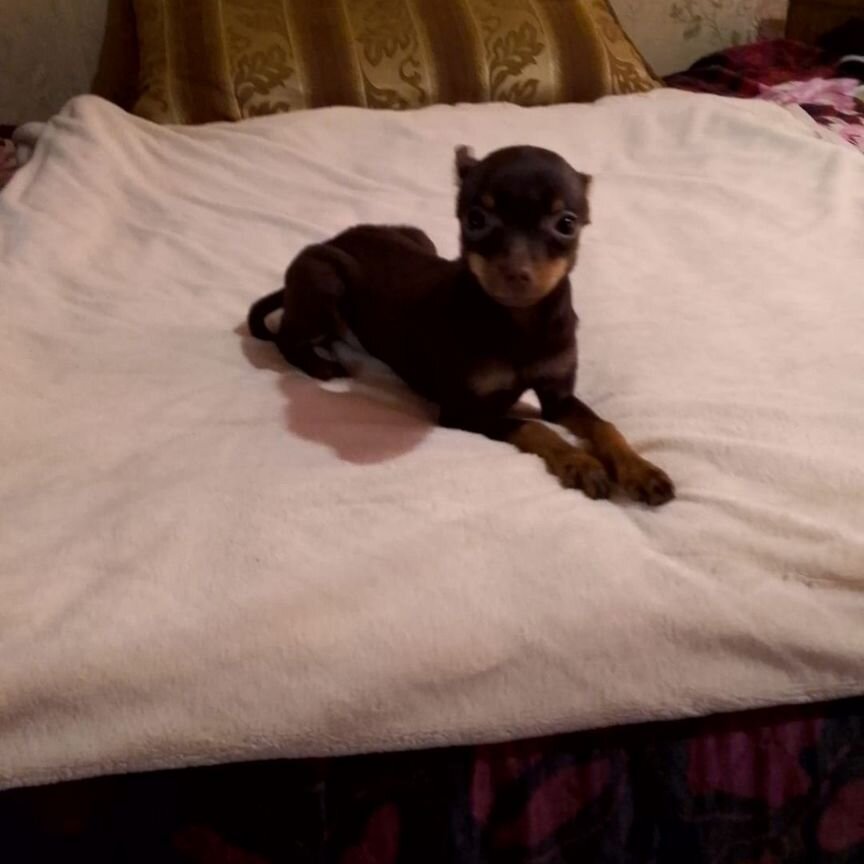 Мини той-терьер вязка