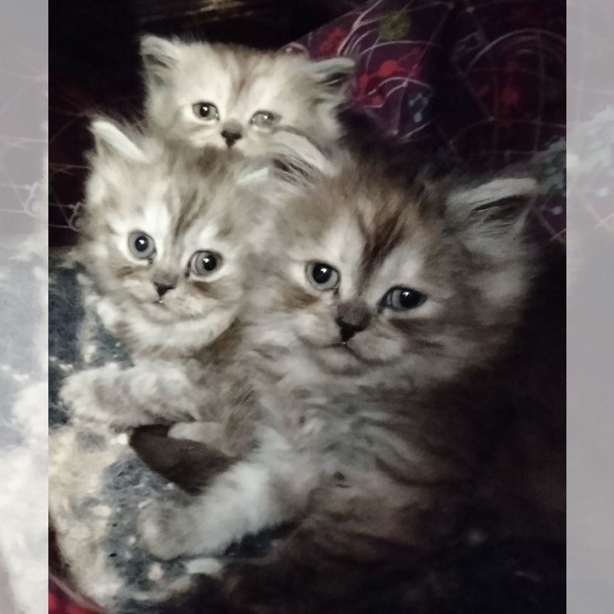 Персидский котёнок
