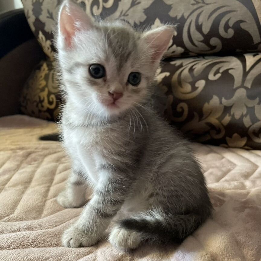 Отдам в добрые руки